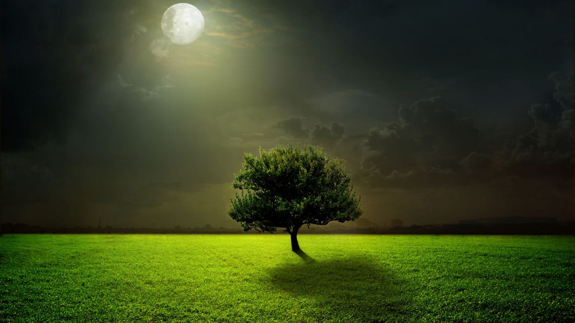 Beautiful Trees Theme For Windows 10 11