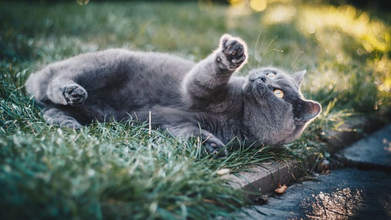 Cats Windows Theme