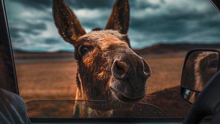 Animal Themes for Windows 10 and 11