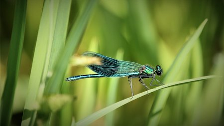 Dragonfly Theme for Windows 10 and 11