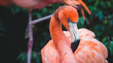 Animal Themes for Windows 10 and 11