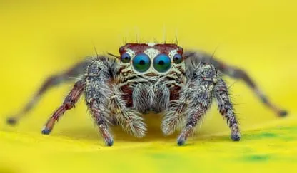 Spider-Man 2099 Theme for Windows 10 and 11