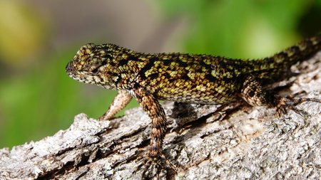 Animal Themes for Windows 10 and 11