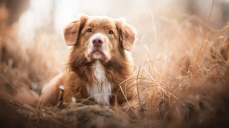 Animal Themes for Windows 10 and 11