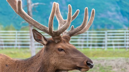 Deer Theme for Windows 10 and 11