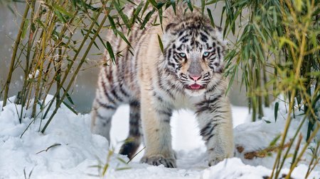 White Tiger Theme for Windows 10 and 11